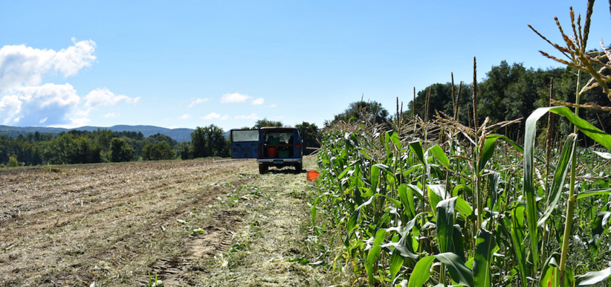 Corn Cultivation and our Community – Vermont Organic Farm | Cedar ...