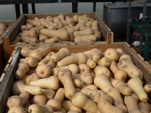 Winter Squash: Cooking Tips – Vermont Organic Farm | Cedar Circle Farm ...